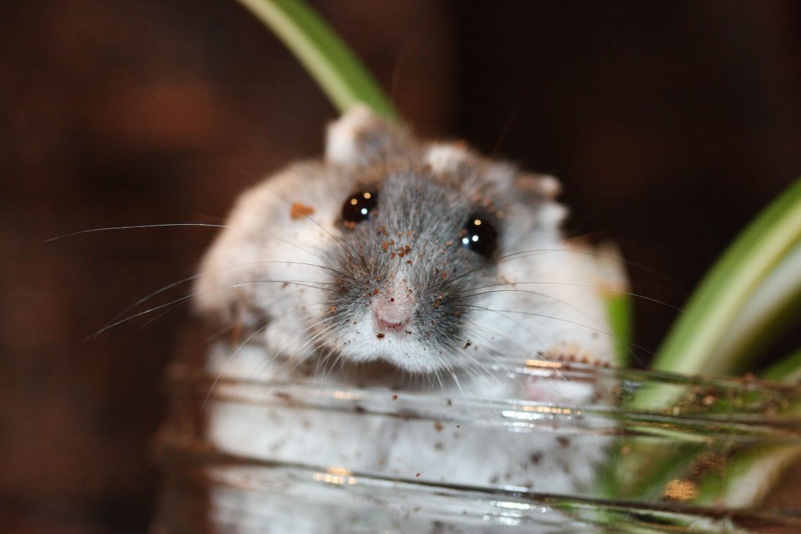 Fiche NAC : Le hamster doré (Syrien) et les hamsters nains – Au Bazar ...
