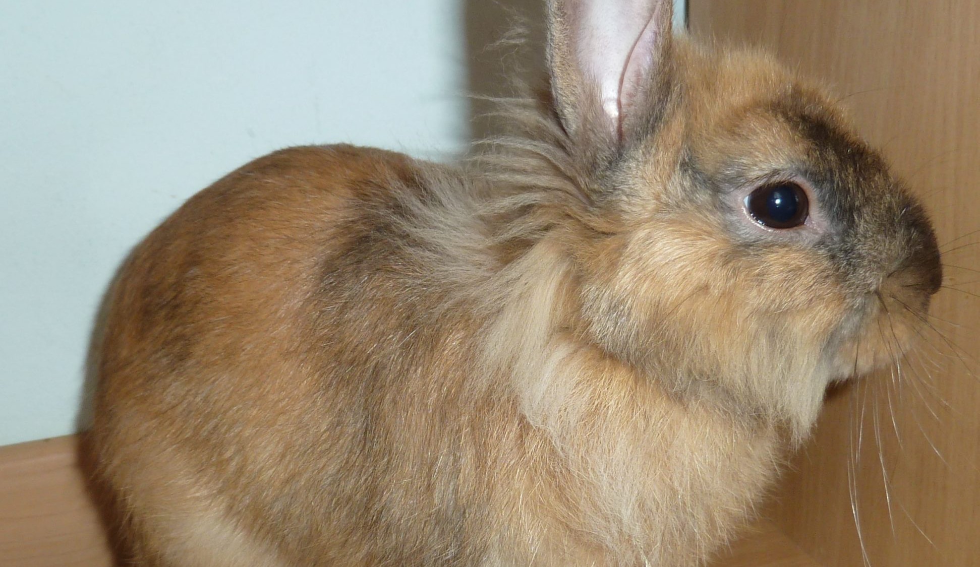 Lapin – Au Bazar des NAC