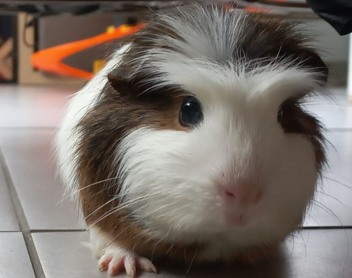 Cochons d’inde adoptés - Au Bazar des NAC